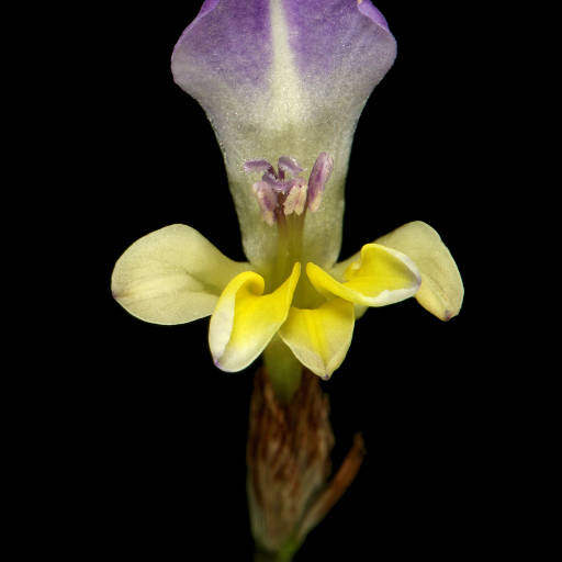 Sparaxis Villosa Plant Care & How to Grow, Water