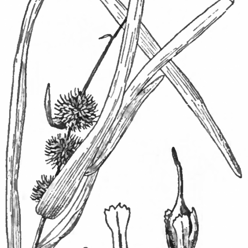 American Bur-reed (Sparganium Americanum) Plant Care & How to Grow, Water