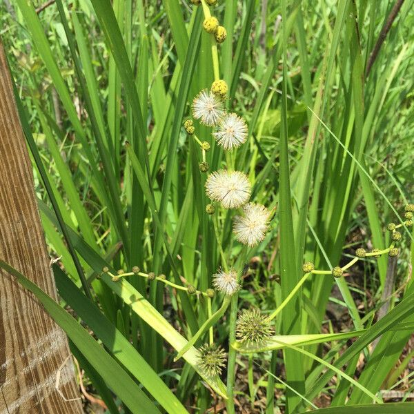 Branching Bur-reed (Sparganium Androcladum) Plant Care & How to Grow, Water