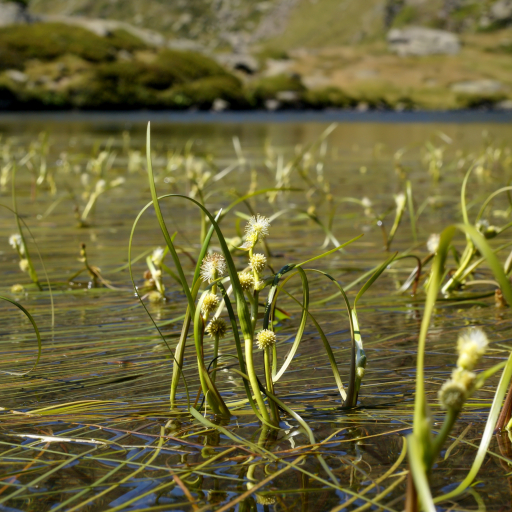 Narrowleaf Bur-reed (Sparganium Angustifolium) Plant Care & How to Grow ...