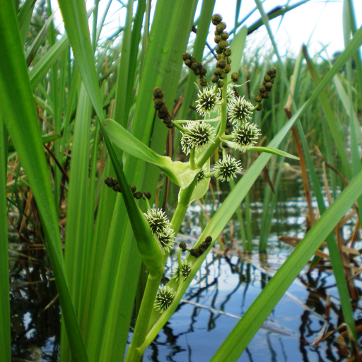 Common Bur-Reed (Sparganium Erectum) Plant Care & How to Grow, Water