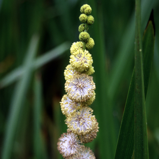 Broadfruit Bur-reed (Sparganium Eurycarpum) Plant Care & How to Grow, Water