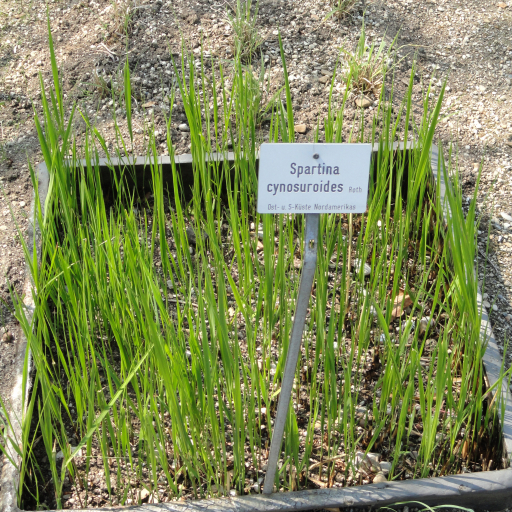 Big Cordgrass (Spartina Cynosuroides) Plant Care & How to Grow, Water