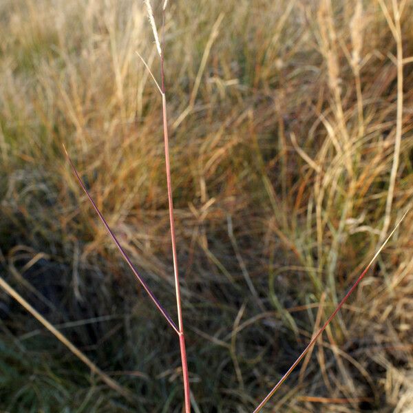 Marsh Hay Cordgrass (Spartina Versicolor) Plant Care & How to Grow, Water