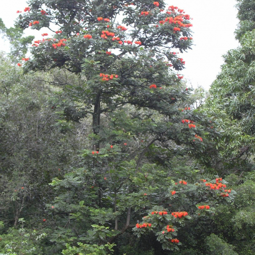 African Tulip Tree (Spathodea Campanulata) Plant Care & How to Grow, Water