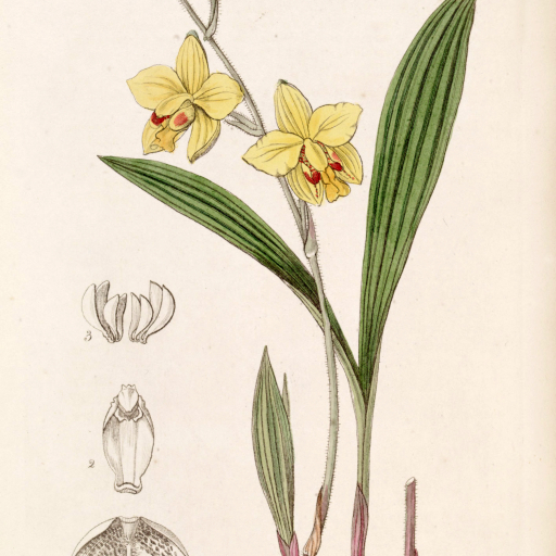 Spathoglottis Pubescens Plant Care & How to Grow, Water