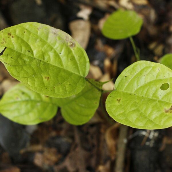 Spatholobus Maingayi Plant Care & How to Grow, Water