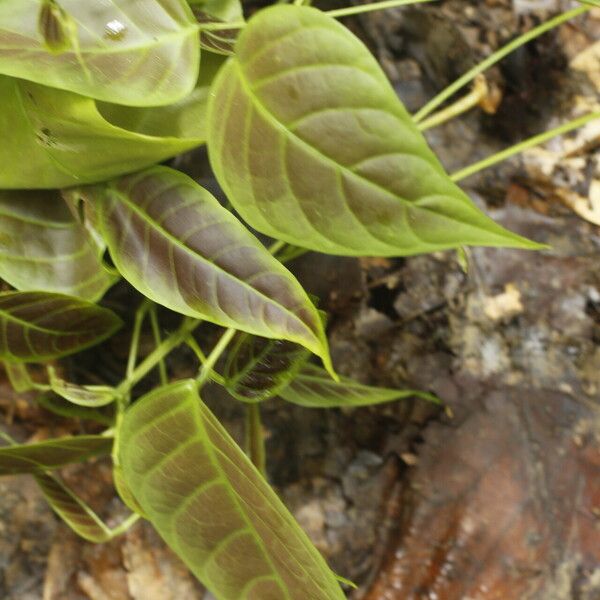 Spatholobus Multiflorus Plant Care & How to Grow, Water