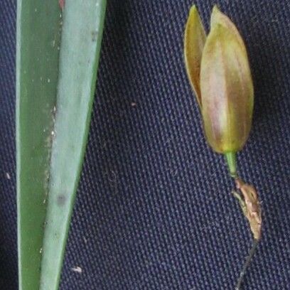 Specklinia Condylata Plant Care & How to Grow, Water