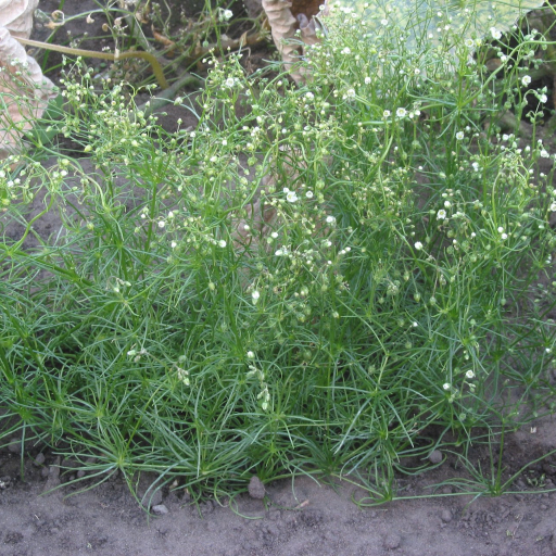 Corn Spurry (Spergula Arvensis) Plant Care & How to Grow, Water