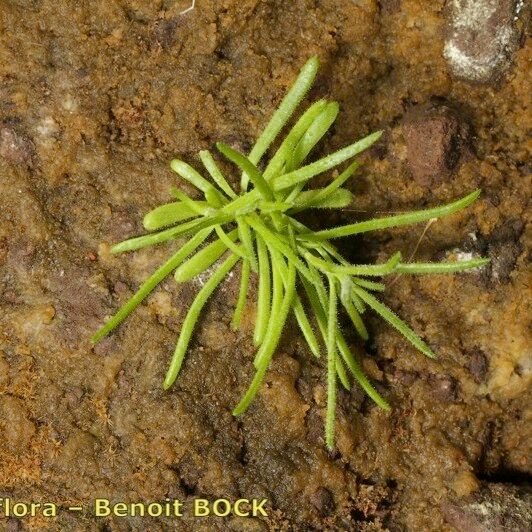 Azorean Spurry (Spergula Azorica) Care Guide: Water, Soil & Propagation ...