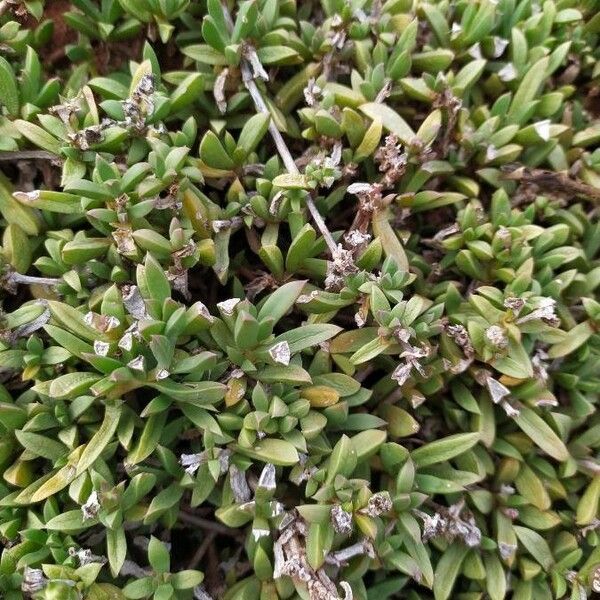 Saltmarsh Sand Spurry (Spergula Marina) Plant Care & How to Grow, Water