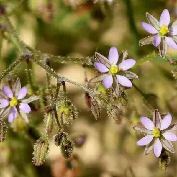Mediterranean Sand-Spurry (Spergularia Diandra) Plant Care & How to ...