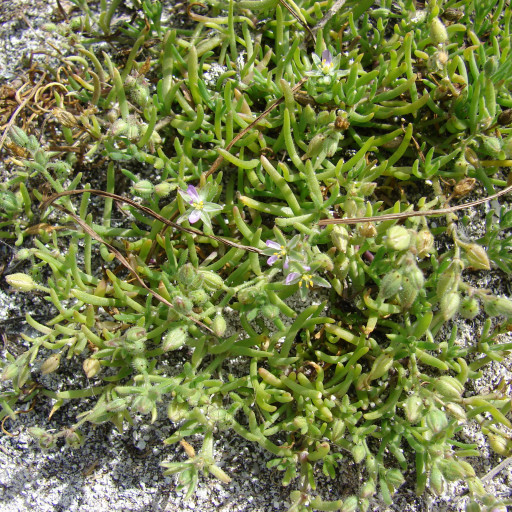 Lesser Sea Spurrey (Spergularia Marina) Plant Care & How to Grow, Water