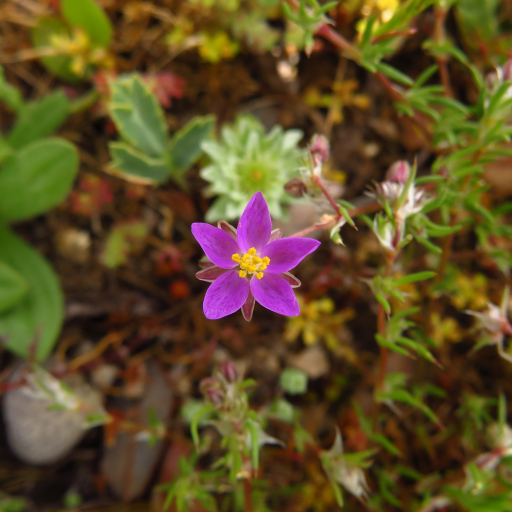 Purple Spurrey (Spergularia Purpurea) Plant Care & How to Grow, Water