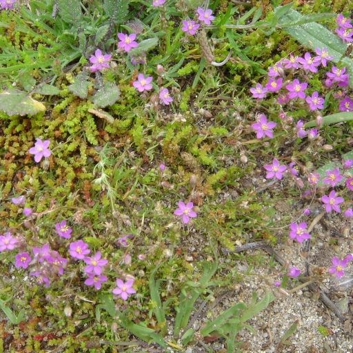 Rock Sea-Spurrey (Spergularia Rupicola) Plant Care & How to Grow, Water
