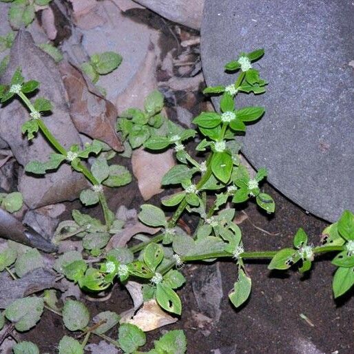 Pacific False Buttonweed (Spermacoce Exilis) Care Guide: Water, Soil ...