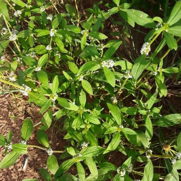 Smooth Buttonweed (Spermacoce Glabra) Plant Care & How to Grow, Water