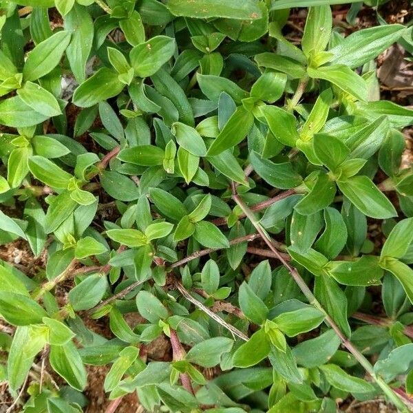 Shaggy Buttonweed (Spermacoce Hispida) Plant Care & How to Grow, Water