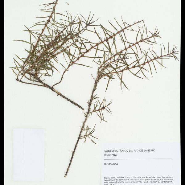 Shrubby False Buttonweed (Spermacoce Hyssopifolia) Care Guide: Water ...
