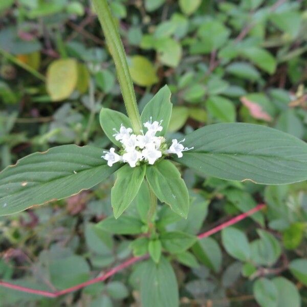 Oval-Leaf False Buttonweed (Spermacoce Latifolia) Plant Care & How to ...
