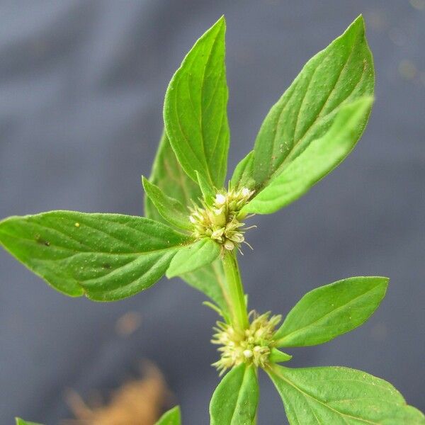 Broadleaf False Buttonweed (Spermacoce Ovalifolia) Care Guide: Water ...