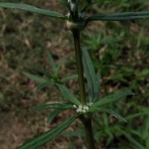 Erect False Buttonweed (Spermacoce Pusilla) Care Guide: Water, Soil ...