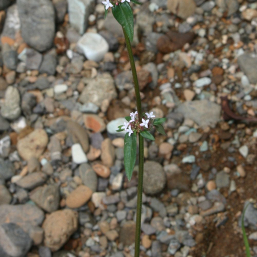Woodland False Buttonweed (Spermacoce Remota) Plant Care & How to Grow ...