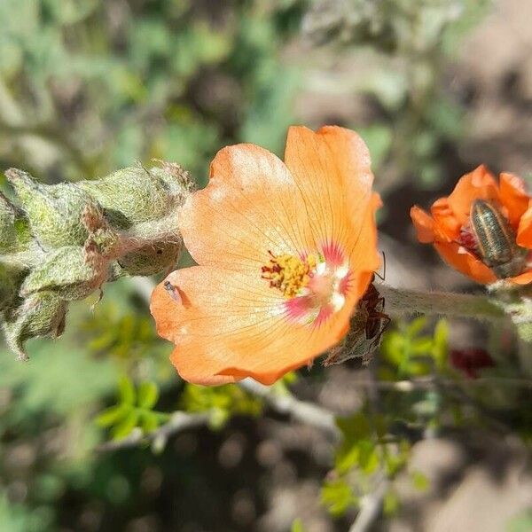 Sphaeralcea Australis Plant Care & How to Grow, Water