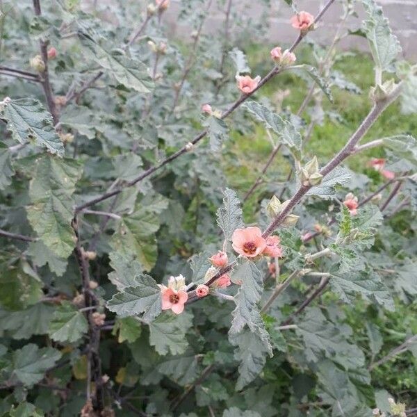 Latin Globemallow (Sphaeralcea Bonariensis) Plant Care & How to Grow, Water