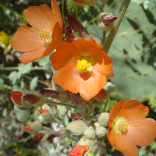 Coulter's Globemallow (Sphaeralcea Coulteri) Plant Care & How to Grow ...