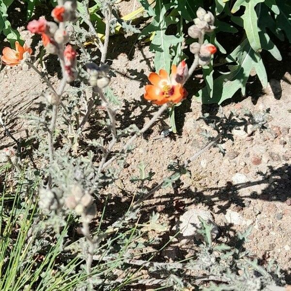 Sphaeralcea Crispa Plant Care & How to Grow, Water