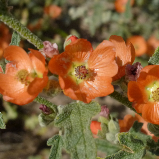 Emory's Desertmallow (Sphaeralcea Emoryi) Plant Care & How to Grow, Water