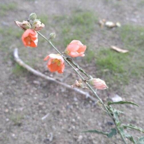 Gray Globemallow (Sphaeralcea Incana) Plant Care & How to Grow, Water