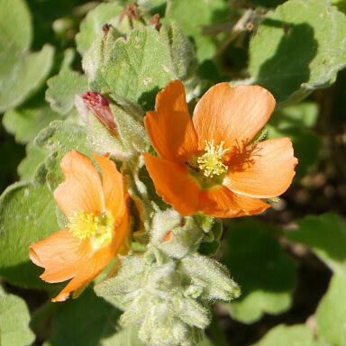 Woolly Globemallow (Sphaeralcea Lindheimeri) Plant Care & How to Grow ...