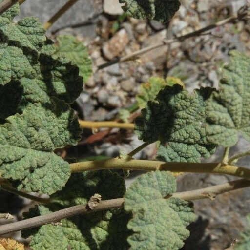 Palmleaf Globemallow (Sphaeralcea Parvifolia) Plant Care & How to Grow ...