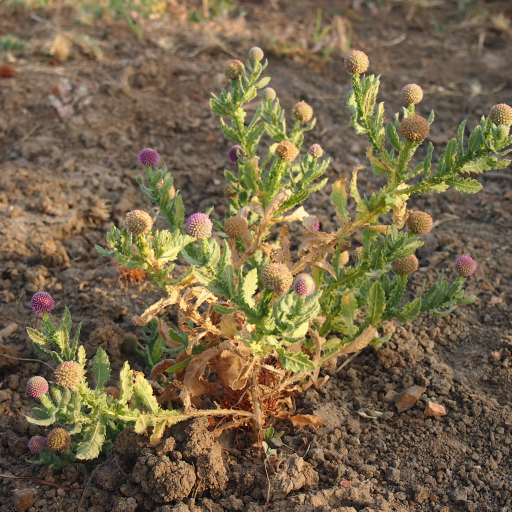 East Indian Globe Thistle (Sphaeranthus Indicus) Plant Care & How to ...