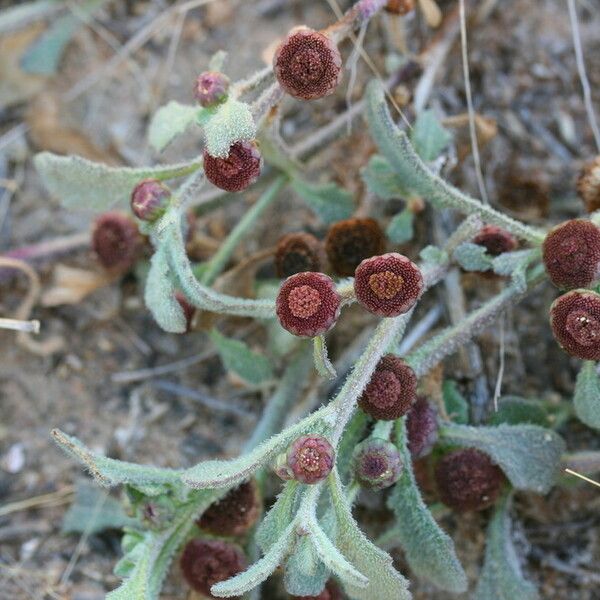 Spreading Nut-Heads (Sphaeromorphaea Australis) Plant Care & How to ...