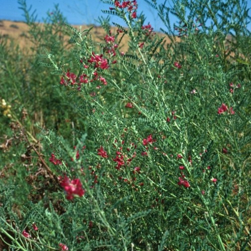 Alkali Swainsonpea (Sphaerophysa Salsula) Plant Care & How to Grow, Water