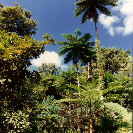Sphaeropteris Intermedia Plant Care & How to Grow, Water