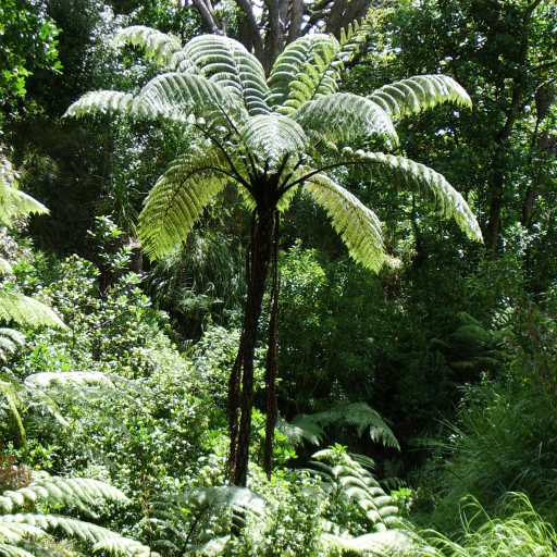 Black Tree Fern (Sphaeropteris Medullaris) Plant Care & How to Grow, Water