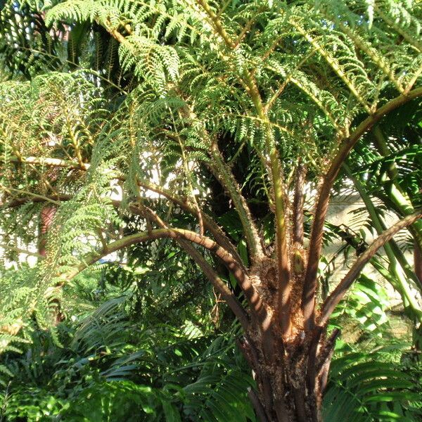 Sphaeropteris Tomentosissima Care Guide: Water, Soil & Propagation ...