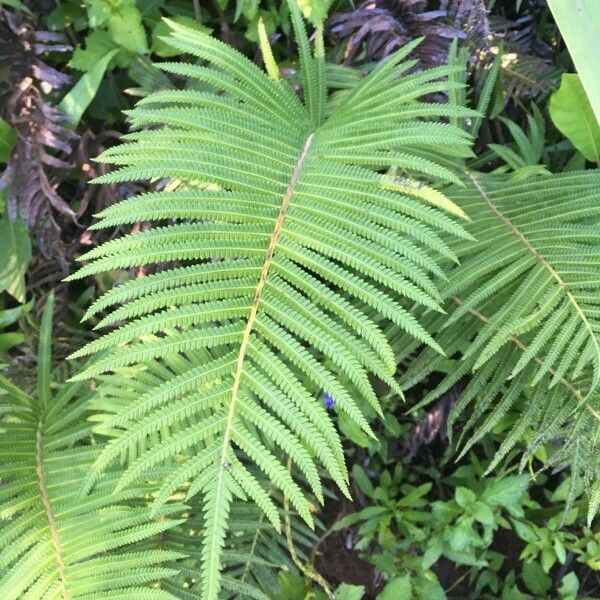 Sphaerostephanos Unitus Care Guide: Water, Soil & Propagation - Plantiary