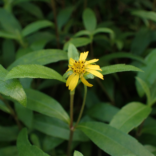 Chinese Wedelia (Sphagneticola Calendulacea) Care Guide: Water, Soil ...