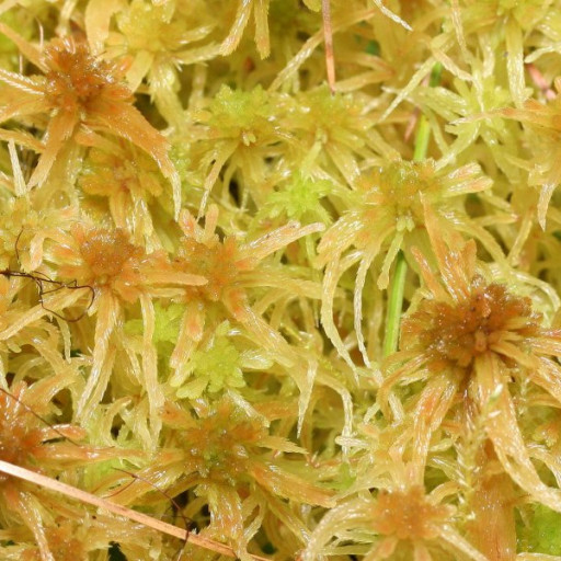 Sphagnum Plant Care & How to Grow, Water