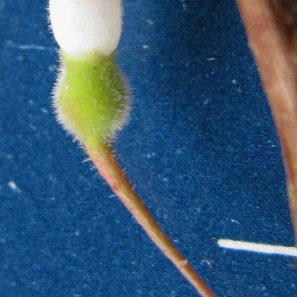 Sphyrospermum Ellipticum Plant Care & How to Grow, Water