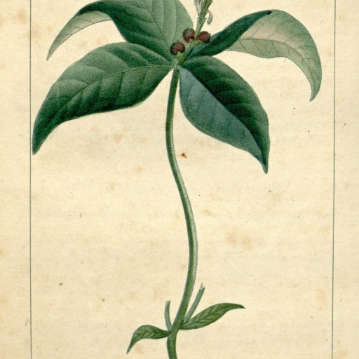 West Indian-Pink (Spigelia Anthelmia) Plant Care & How to Grow, Water