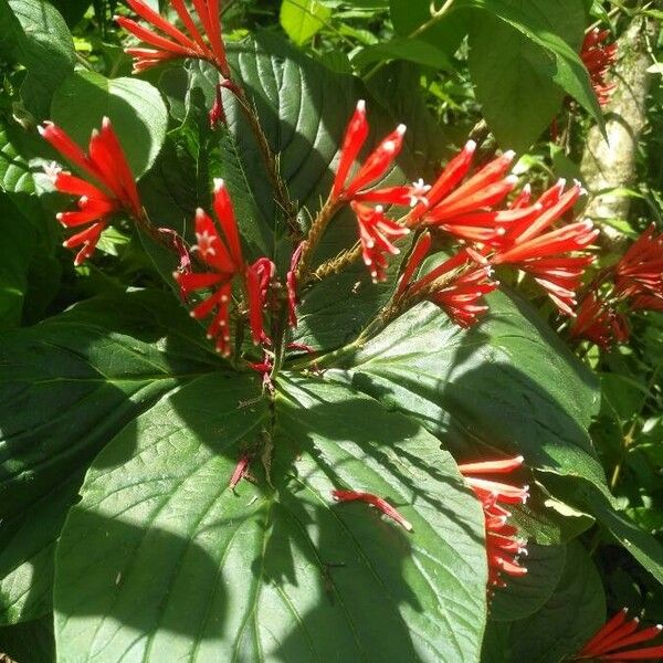 Brilliant Spigelia (Spigelia Splendens) Care Guide: Water, Soil ...