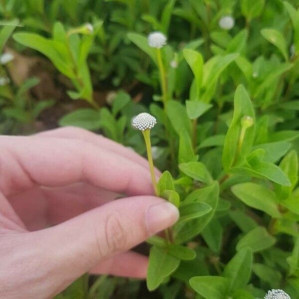 Pigeoncoop (Spilanthes Urens) Plant Care & How to Grow, Water