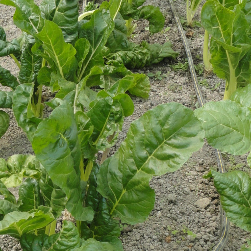 Spinach (Spinacia Oleracea) Plant Care & How to Grow, Water